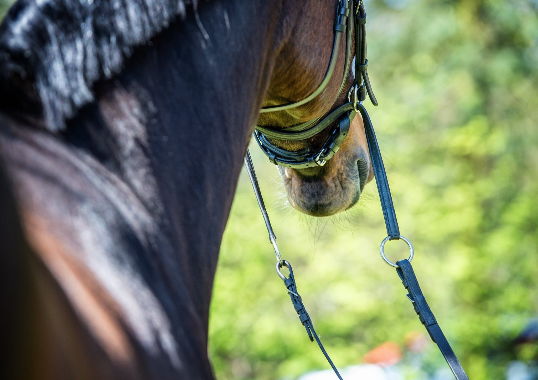 Anatomical Bitless Bridle With Quick Change Crystal Browband and ...