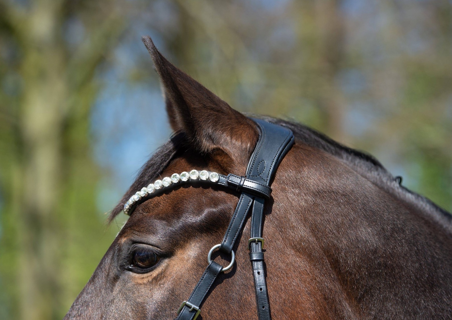 Anatomical Bitless Bridle With Quick Change Crystal Browband and ...
