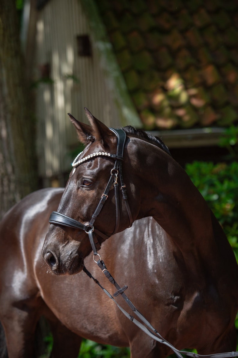 Anatomical Bitless Bridle With Quick Change Crystal Browband and ...