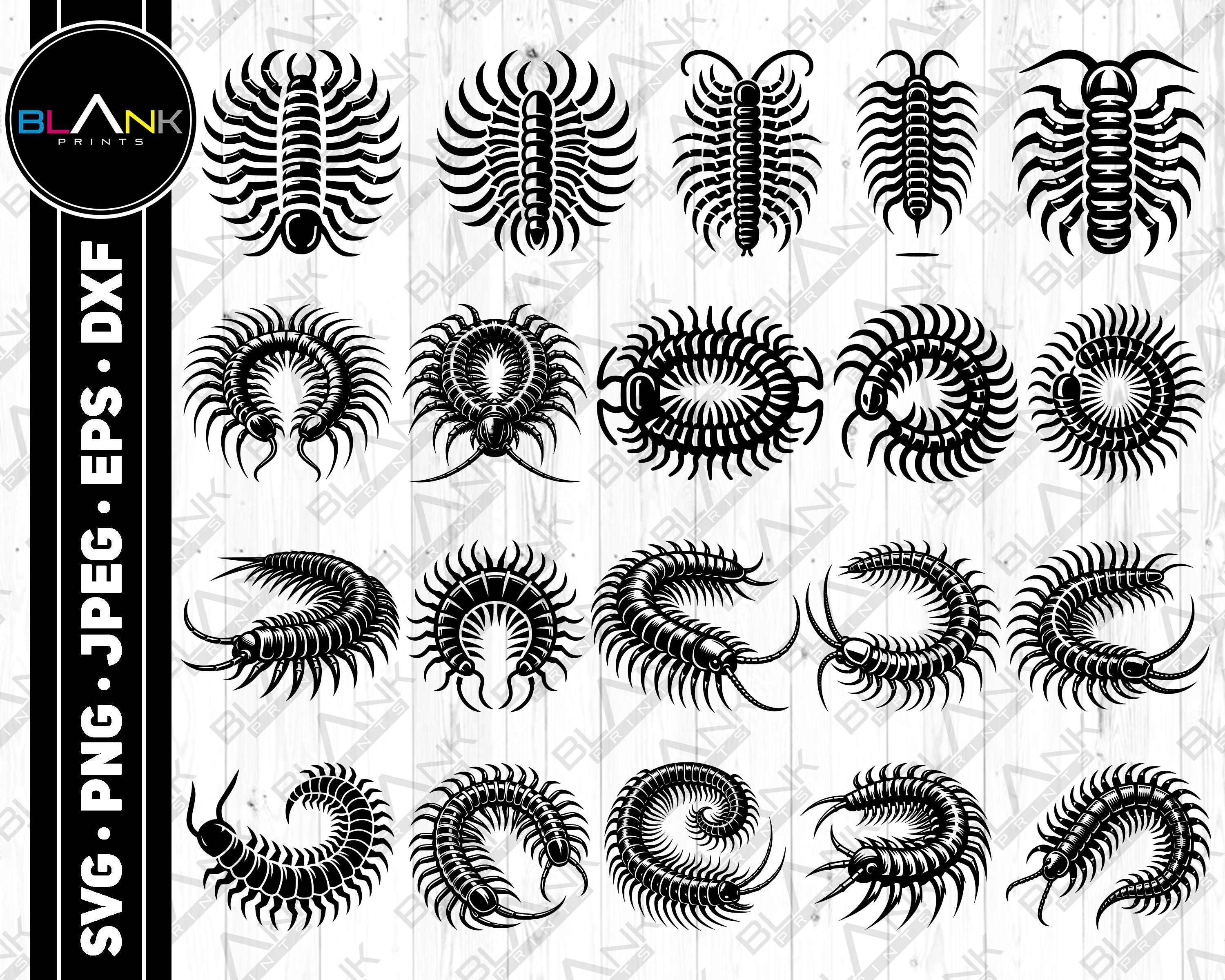 Centipedes Bundle Svg Png Jpeg Eps Dxf Bundle Silhouette Cricut Clipart ...