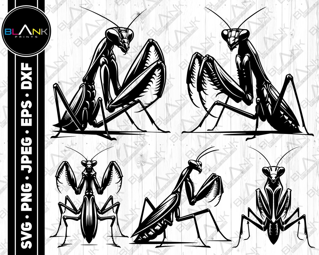 Praying Mantis Vector Bundle, Insect Clipart (svg, Png, Jpg, Eps, Dxf ...