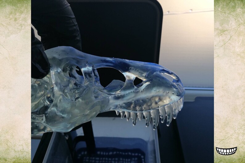 T-rex Skull 3D Printed / T-rex Jaws / 3D Printed Transparent Skull - Etsy
