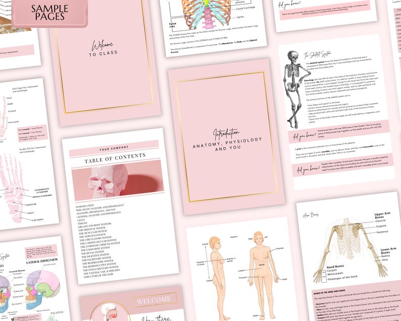 Anatomy Training Manual, Editable A&P Course, Anatomy and Physiology ...