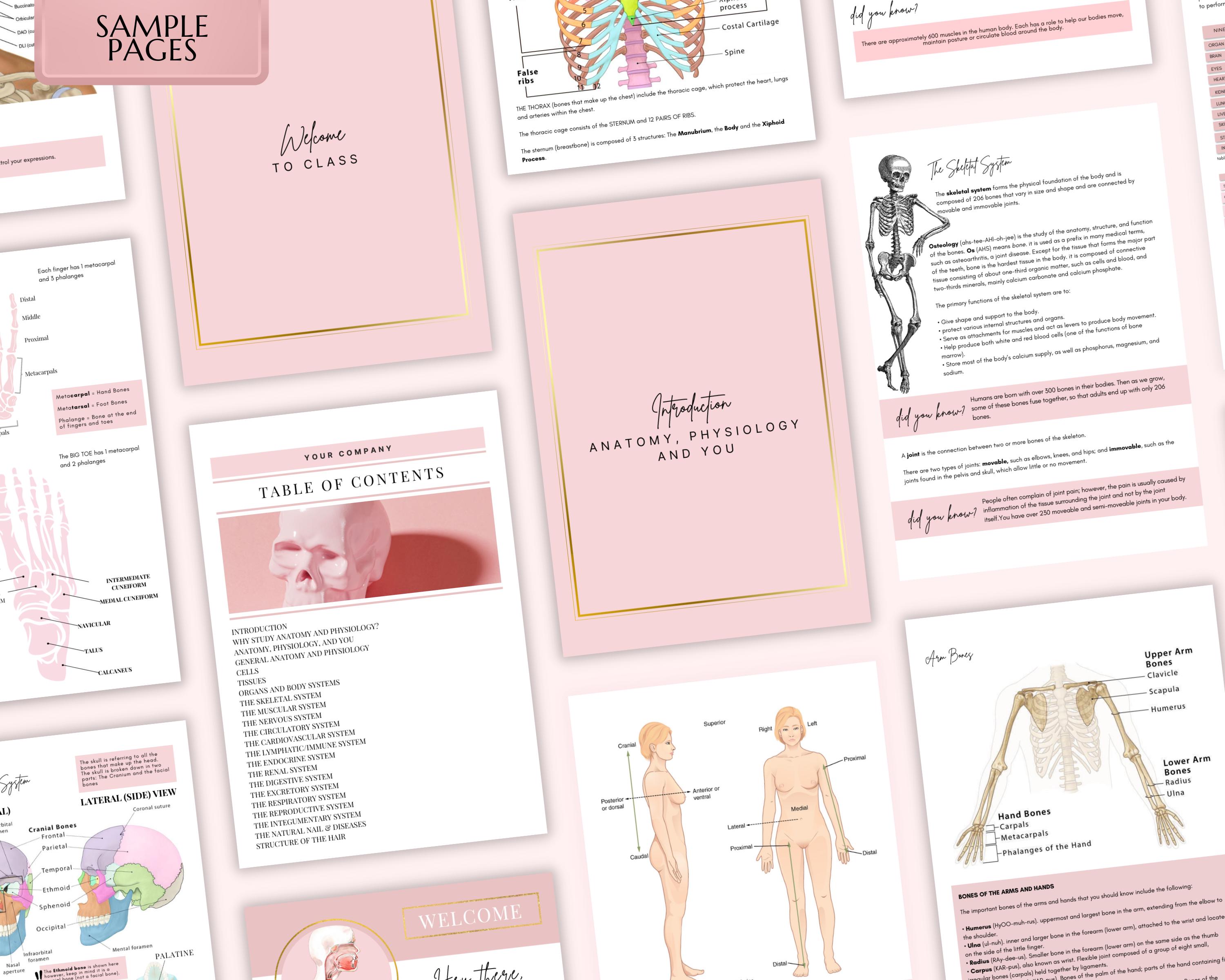 Anatomy Training Manual, Editable A&P Course, Anatomy and Physiology Training Guide, Cosmetology ...