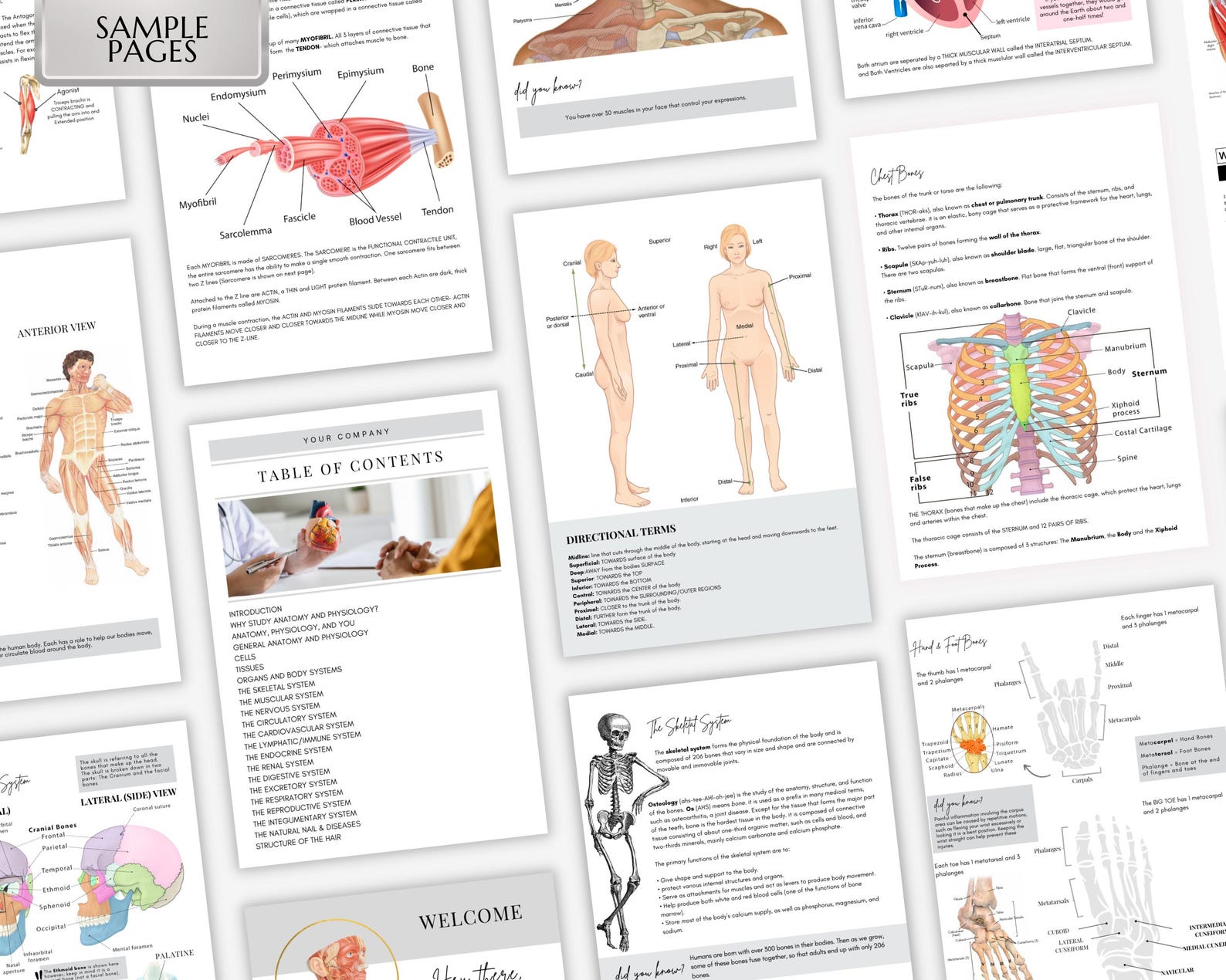 Anatomy and Physiology Training Manual, Editable A&P Course (digital ...