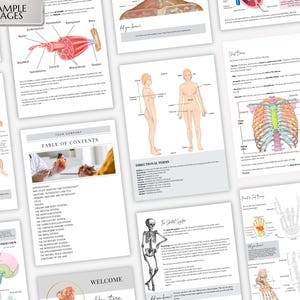 Anatomy Training Manual, Editable A&P Course, Anatomy and Physiology ...