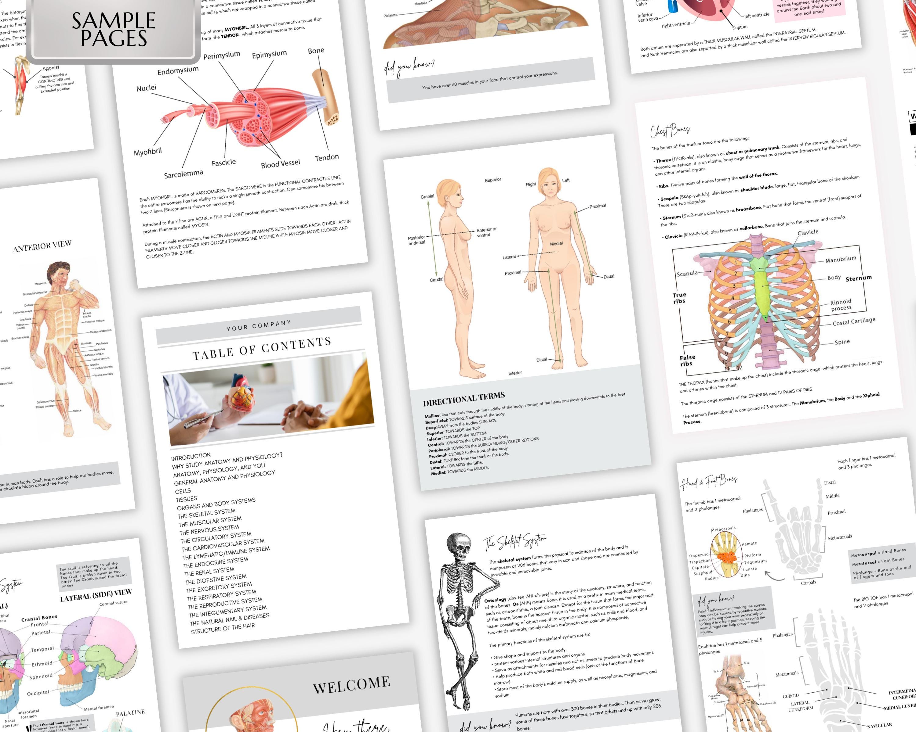 Anatomy and Physiology Training Manual, Editable A&P Course (digital ...