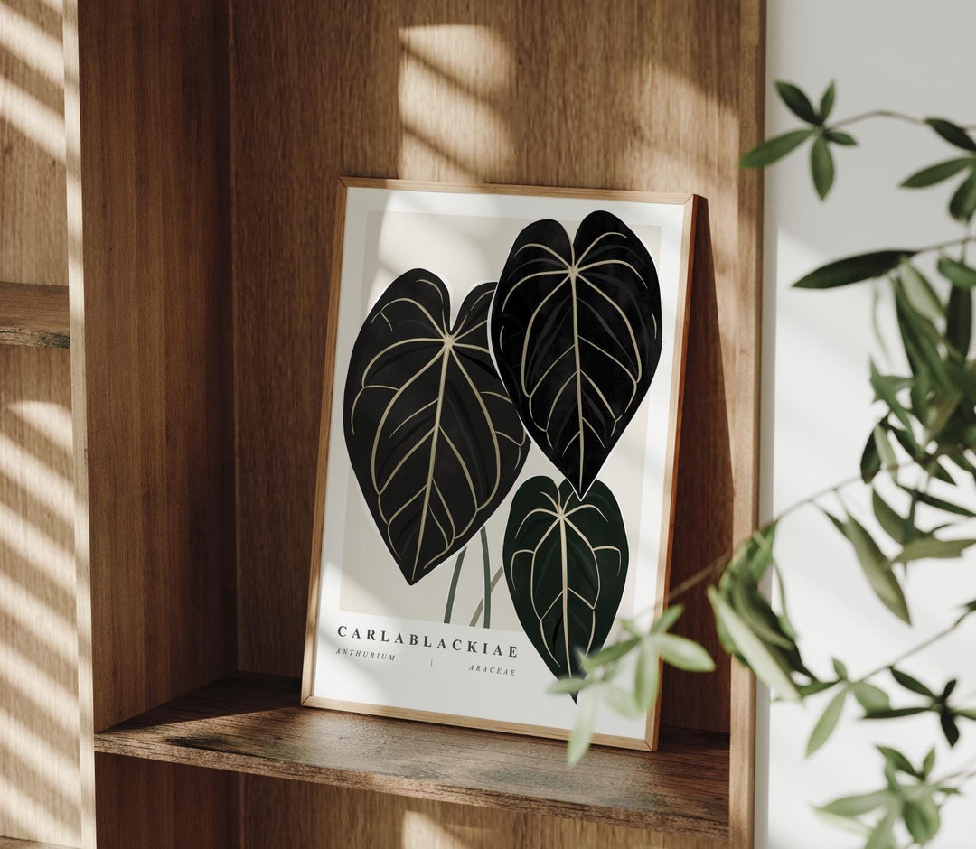 Anthurium Carlablackiae, Carla, Houseplant Painting, Bold Abstract ...