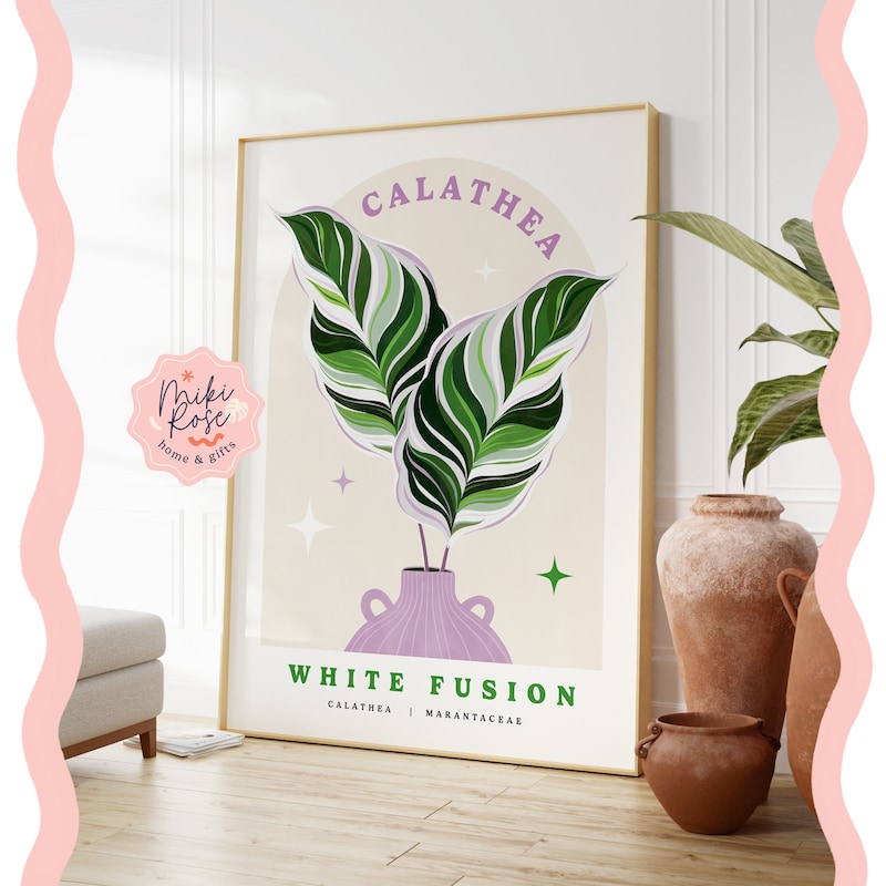 Calathea White Fusion - Etsy