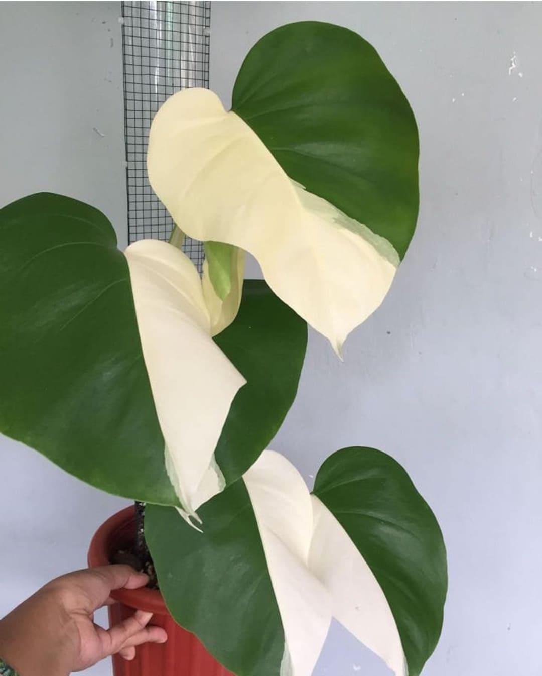 Monstera Half Moon Variegated Monstera Deliciosa Rare - Etsy Canada