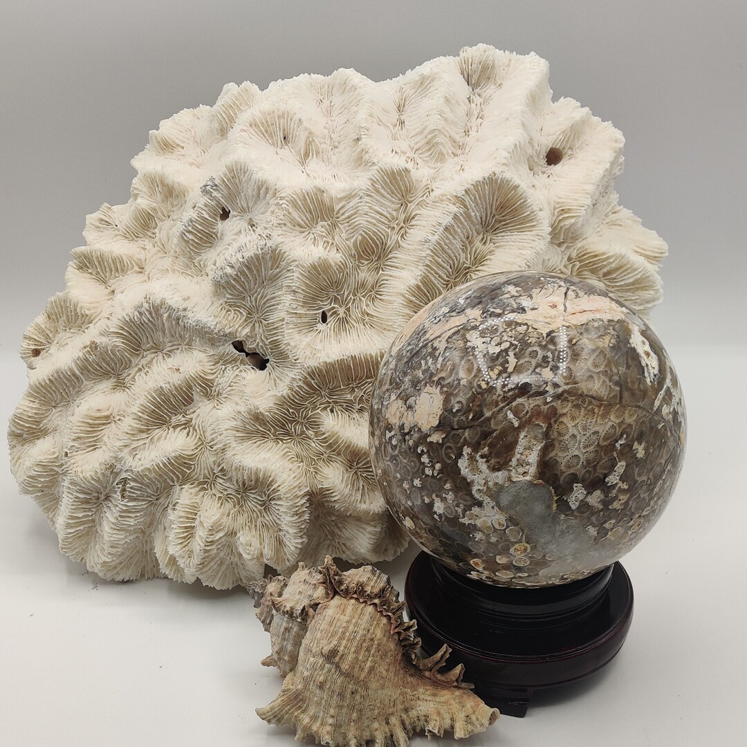 Coral Sphere/ Coral Specimen/ Coral Decoration/ Beach Decor/ Coastal ...