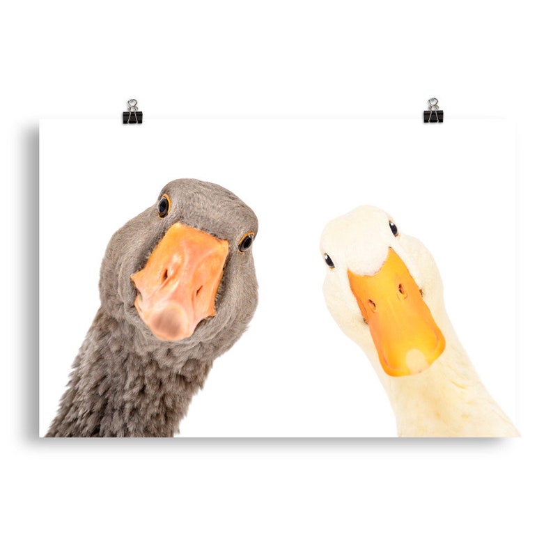 Duck Poster Funny Animal Print Bathroom Decor Kitchen Kids Room Home ...