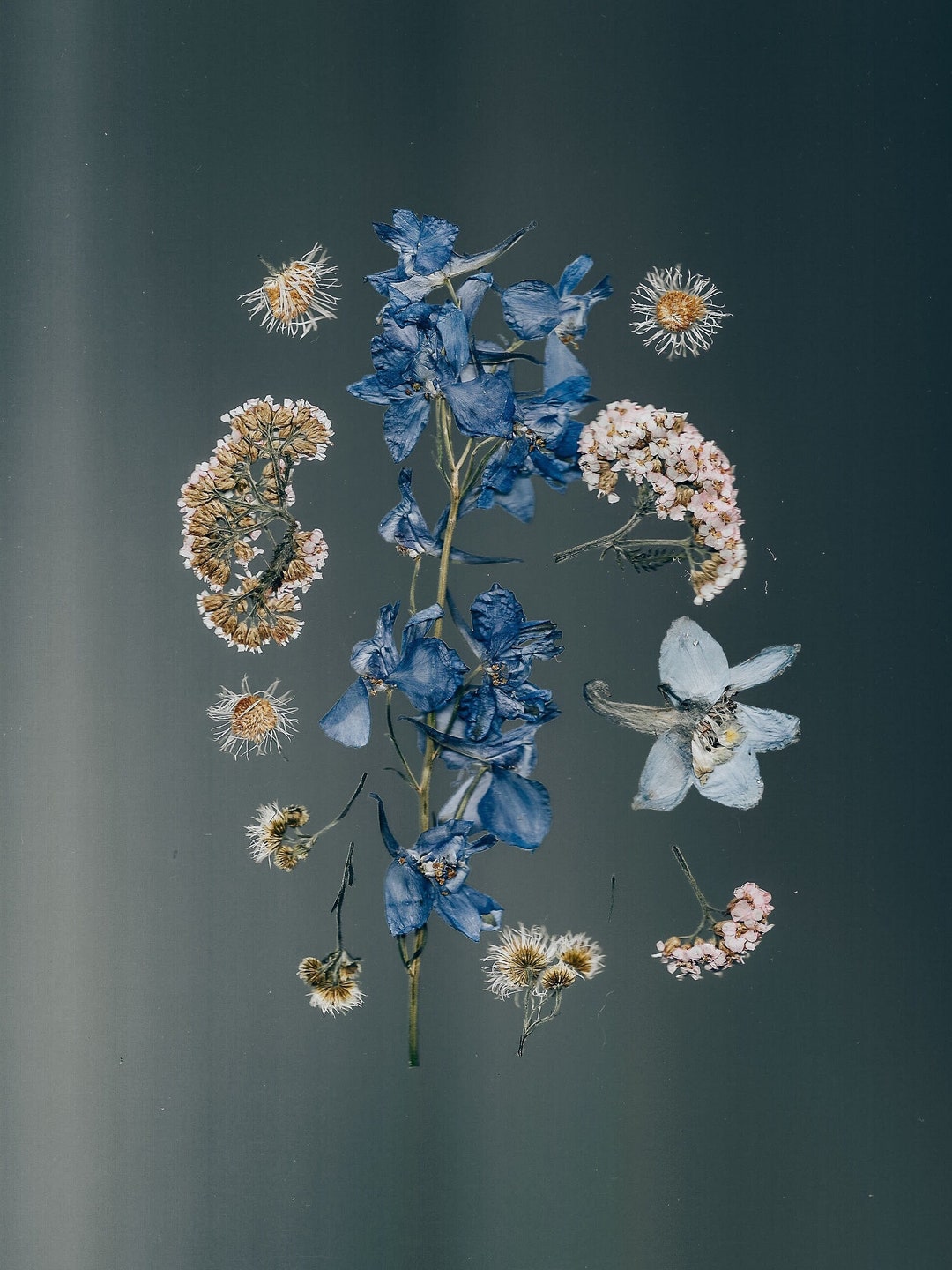 Pressed Flower Collage Print - Etsy