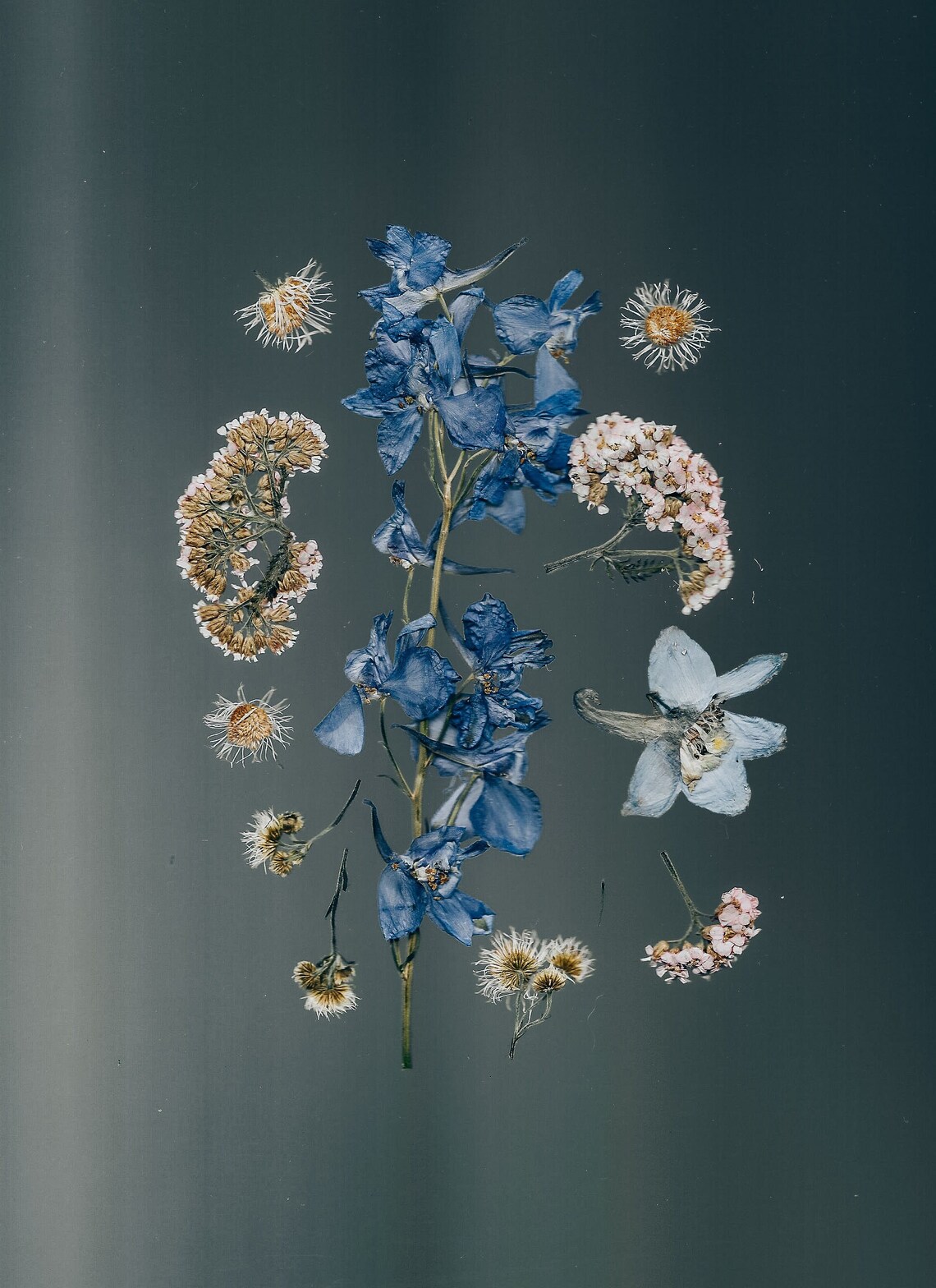 Pressed Flower Collage Print - Etsy