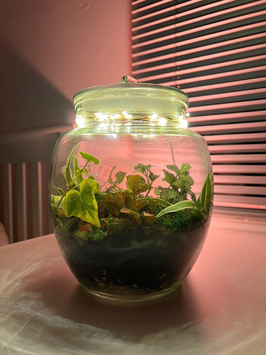 Extra Large Terrarium - Etsy UK
