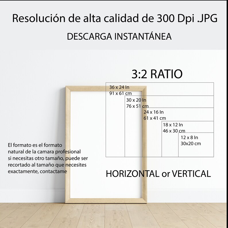 Set of 4 PHOTOGRAPHS 1 CLOSE UP Sheets Natural Composition / Wall Decor ...