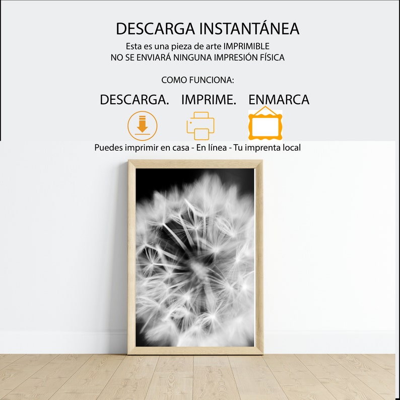 Set of 4 PHOTOGRAPHS 1 CLOSE UP Sheets Natural Composition / Wall Decor ...