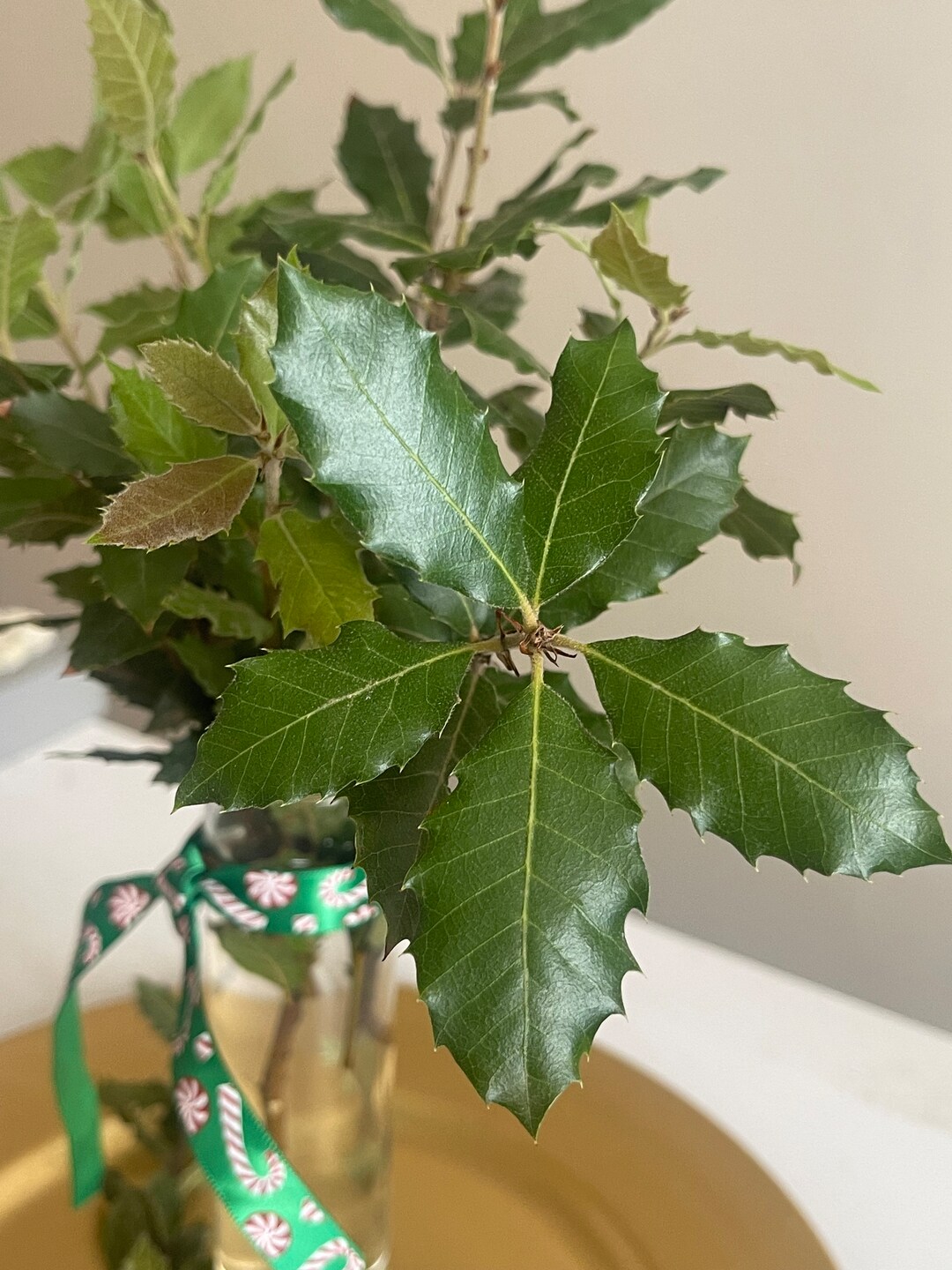 Fresh Holly Oak Stems - Etsy