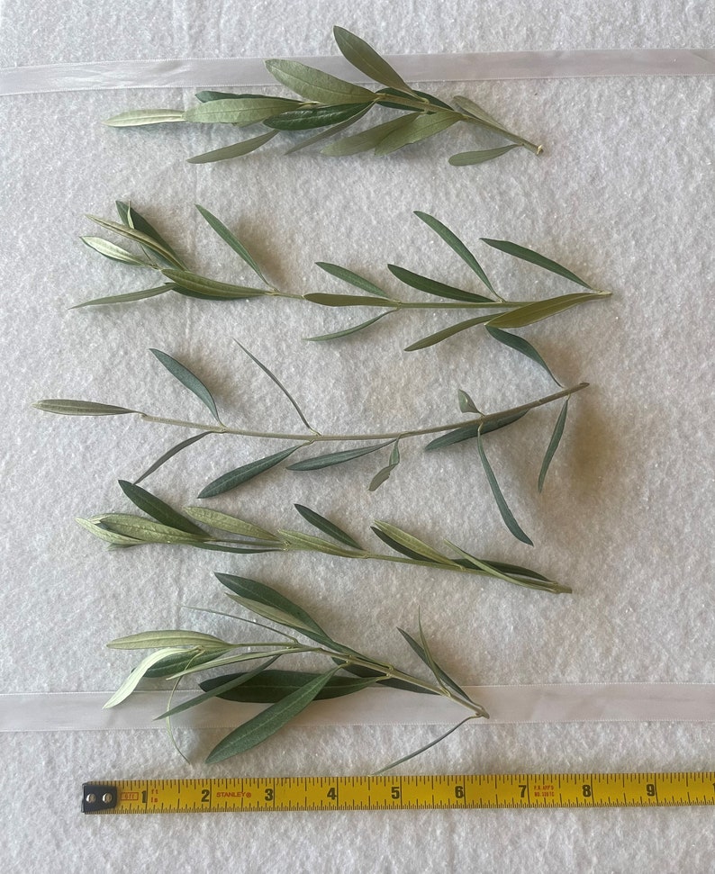 Petite Fresh Cut Olive Tree Stems - Etsy