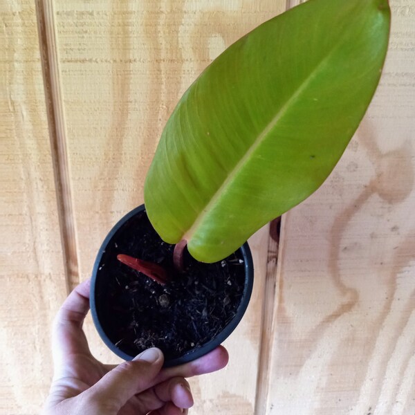 Prince of Orange Philodendron - Etsy