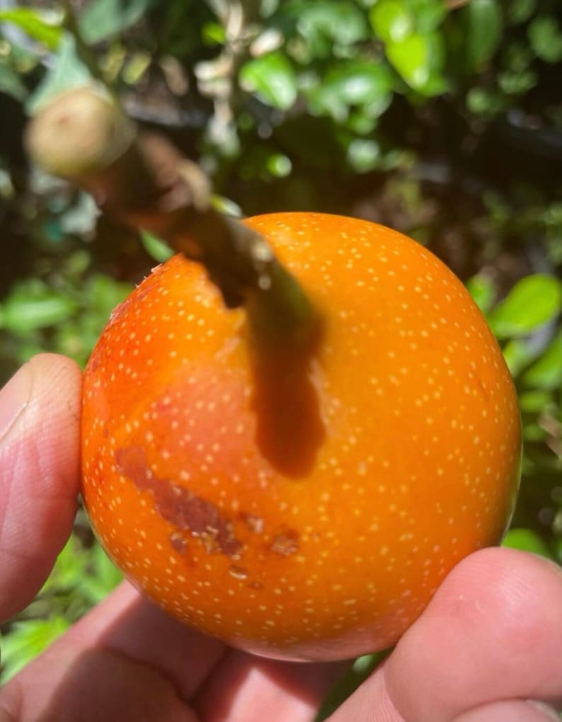 4 Cuttings of Passiflora Ligularis, Sweet Granadilla. - Etsy