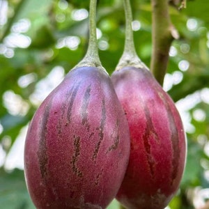6 Cuttings of 'pear' Tamarillo, Tree Tomato -solanum Betaceum -purple ...