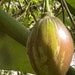 20 Seeds of the Rare Tamarillo Variety 'camo'. Tree Tomato. - Etsy