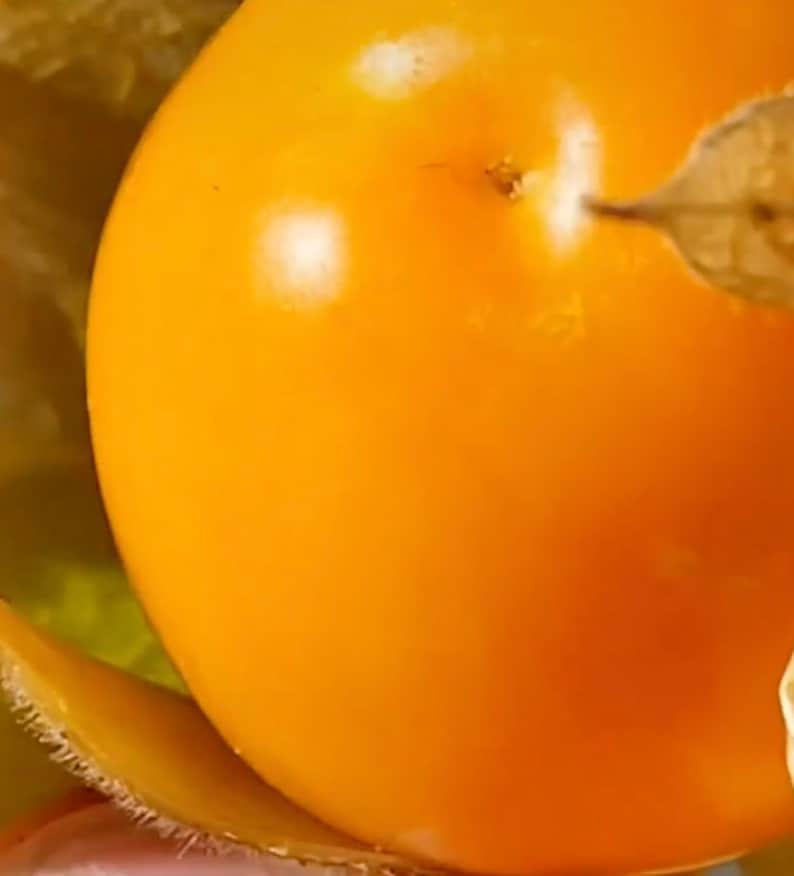 6 Cuttings of GIANT Goldenberry, Physalis Peruviana. - Etsy