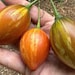 20 Seeds of the Rare Tamarillo Variety 'camo'. Tree Tomato. - Etsy