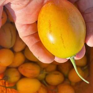 6 Yellow Tree Tomato Cuttings , Solanum Betaceum. - Etsy