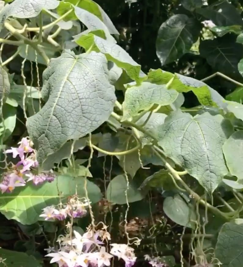 20 Seeds of Hardy Tamarillo, Solanum Corymbiflora. - Etsy