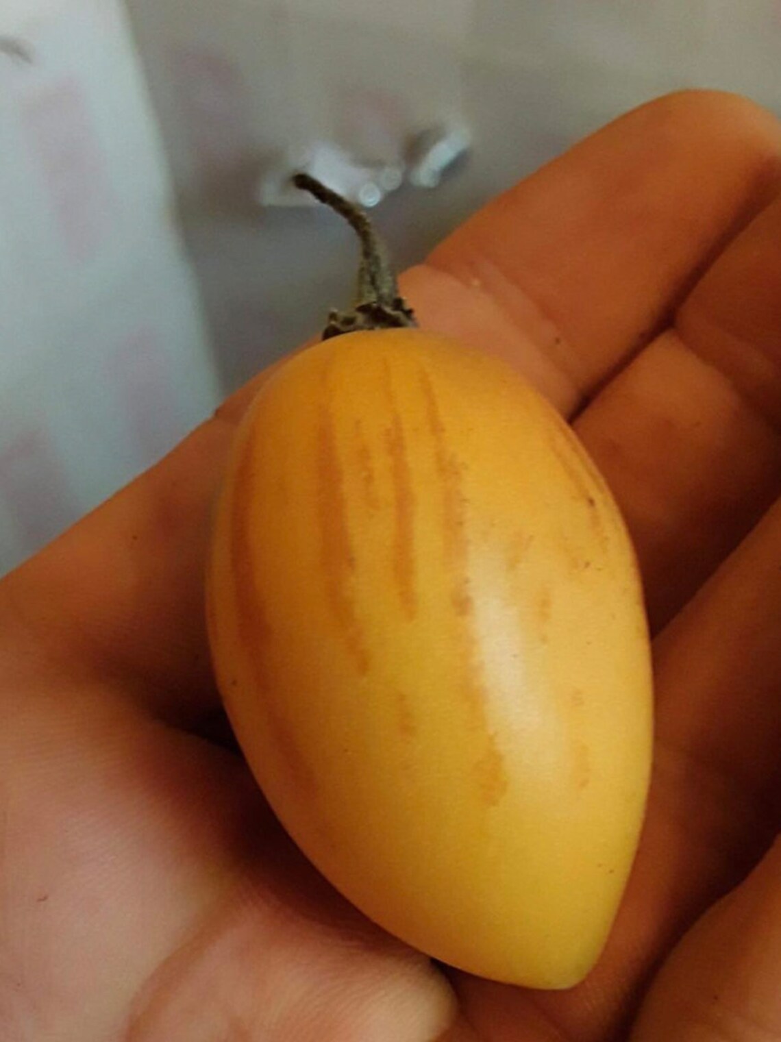6 Yellow Tree Tomato Cuttings , Solanum Betaceum. - Etsy