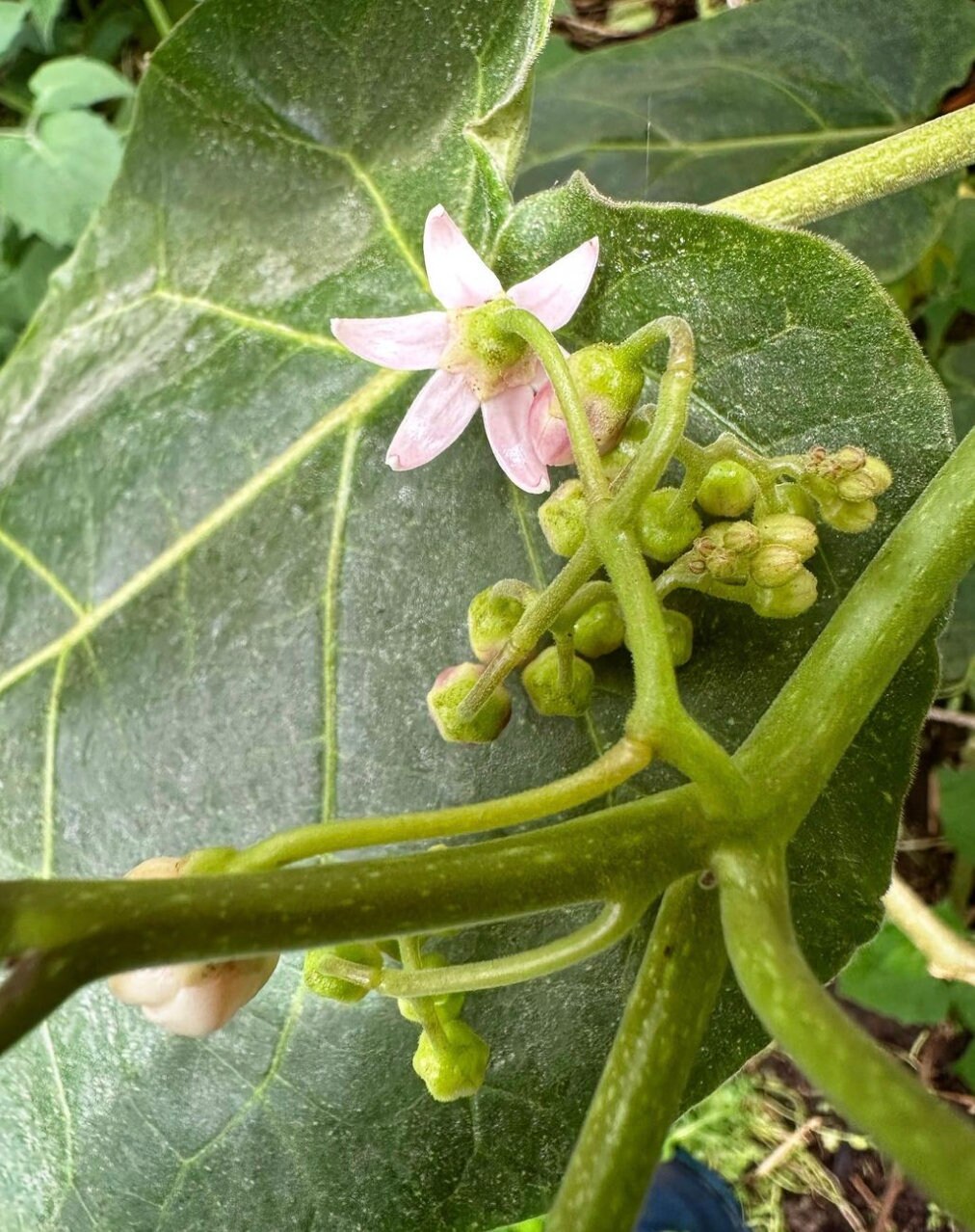 6 Yellow Tree Tomato Cuttings , Solanum Betaceum. - Etsy