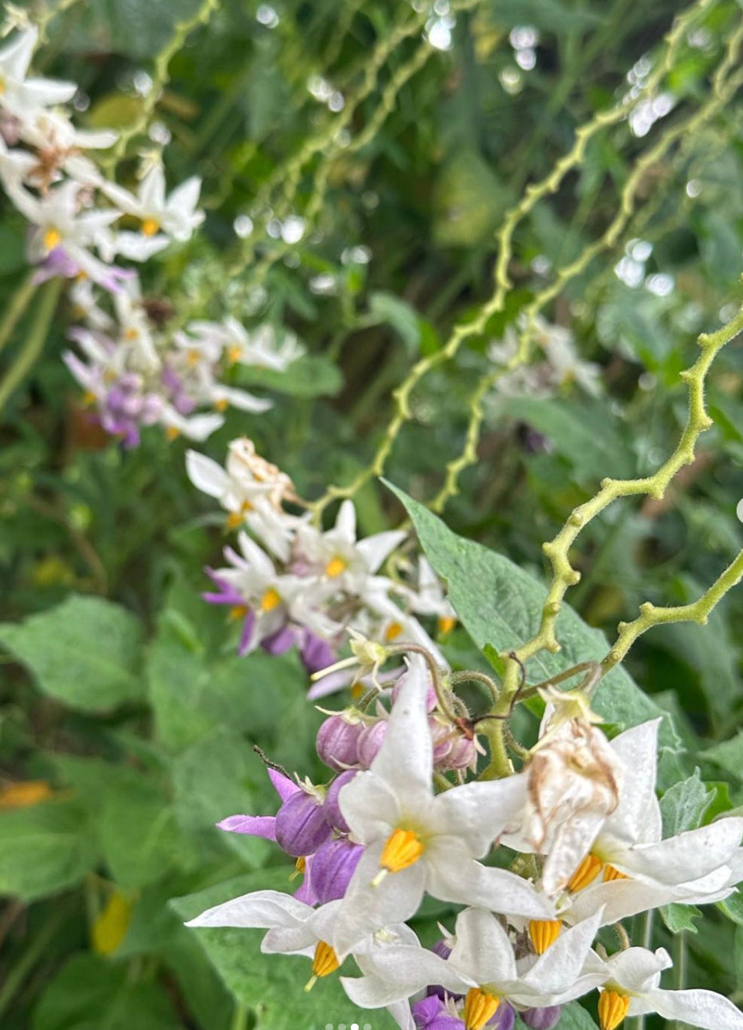 20 Seeds of Hardy Tamarillo, Solanum Corymbiflora. - Etsy