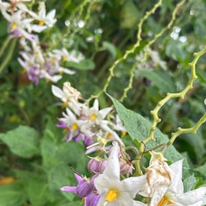 20 Seeds of Hardy Tamarillo, Solanum Corymbiflora. - Etsy