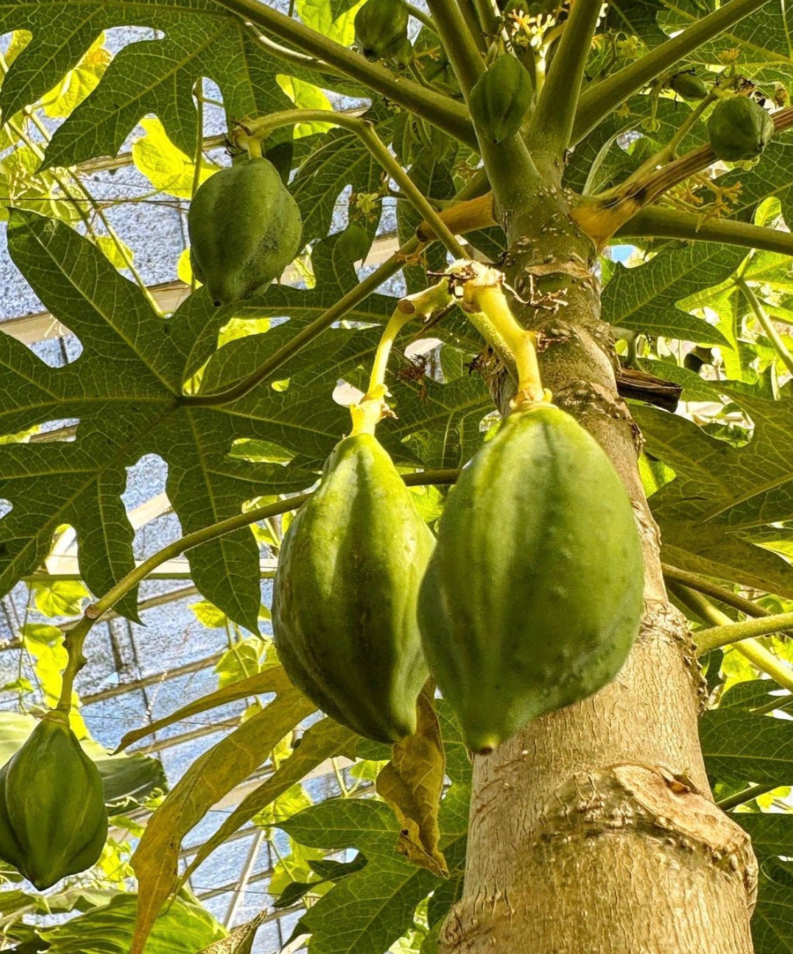 Rare Mountain Papaya Cuttings. Vasconcellea Pubescens Var. ‘jamie’. - Etsy