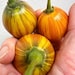 20 Seeds of the Rare Tamarillo Variety 'camo'. Tree Tomato. - Etsy