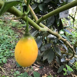 15 Seeds From Attractive Large Oval Yellow Tamarillo - Tree Tomato - Etsy