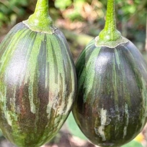 20 Seeds of the Rare Tamarillo Variety 'camo'. Tree Tomato. - Etsy