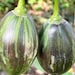 20 Seeds of the Rare Tamarillo Variety 'camo'. Tree Tomato. - Etsy