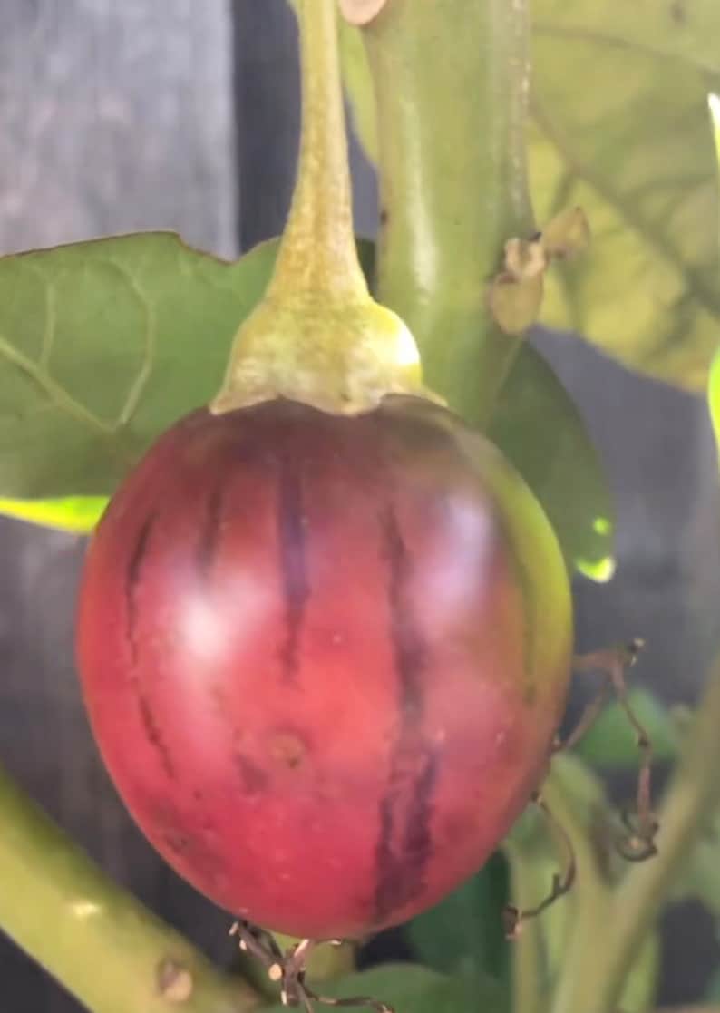 6 Cuttings of 'pear' Tamarillo, Tree Tomato -solanum Betaceum -purple ...