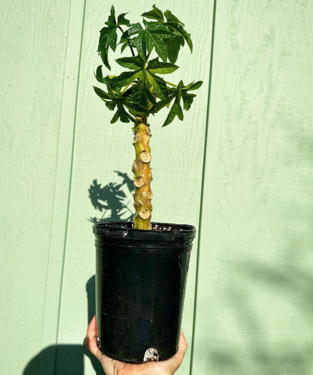 Rare Mountain Papaya Cuttings. Vasconcellea Pubescens Var. ‘jamie’. - Etsy