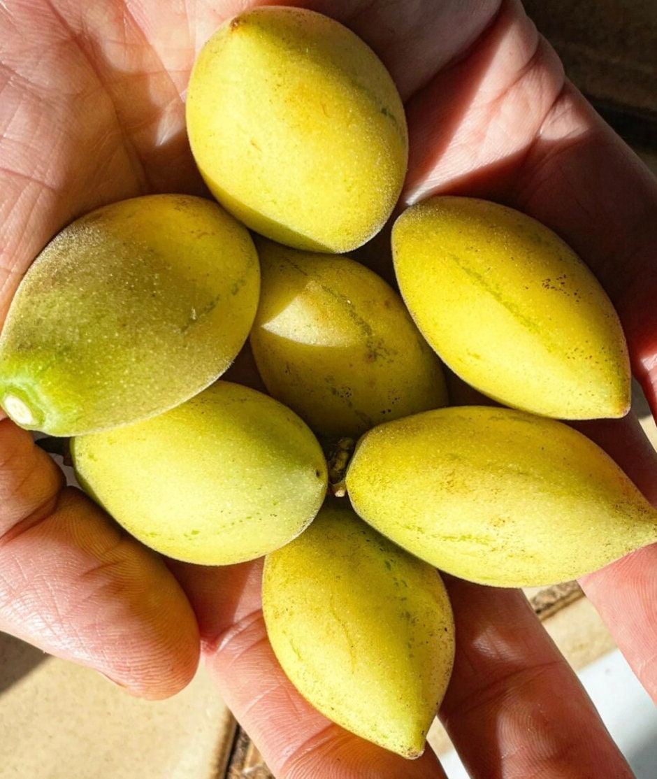 4 Cuttings of Hardy Tamarillo, Solanum Corymbiflora . - Etsy
