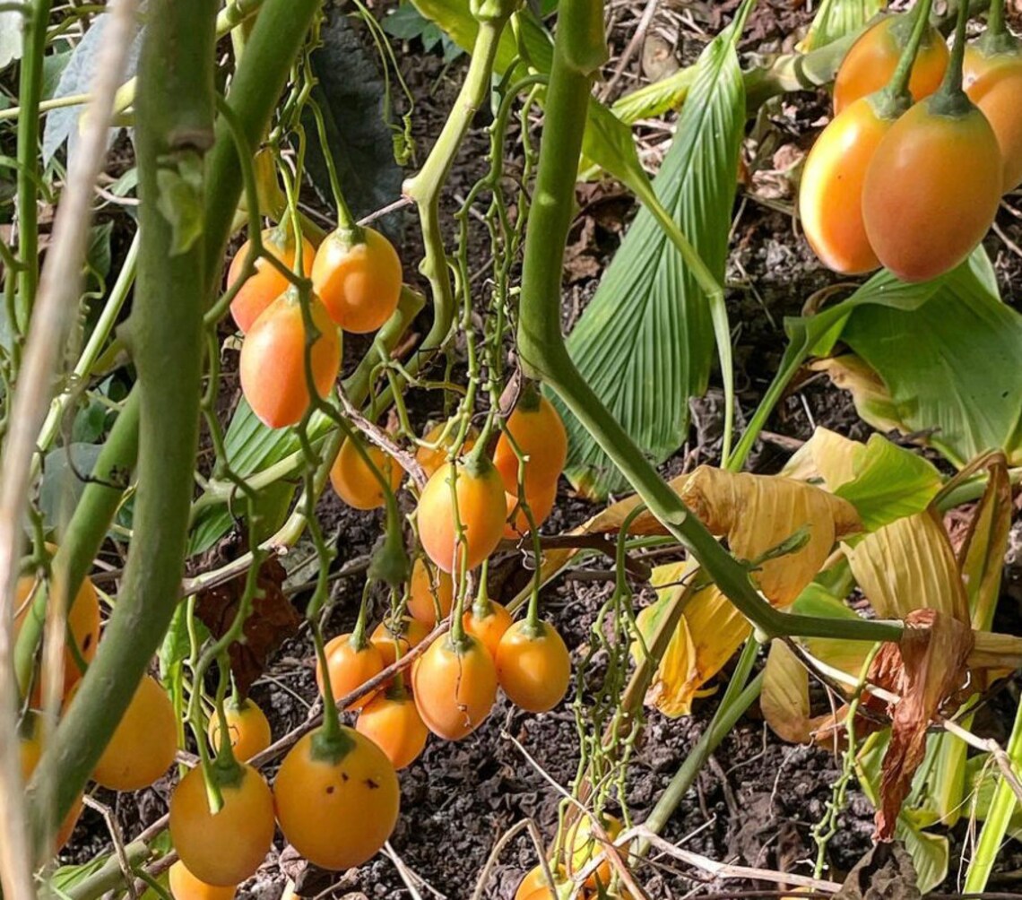6 Yellow Tree Tomato Cuttings , Solanum Betaceum. - Etsy