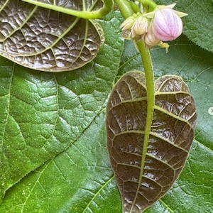 4 Cuttings of Hardy Tamarillo, Solanum Corymbiflora . - Etsy