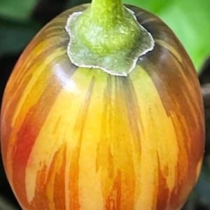 20 Seeds of the Rare Tamarillo Variety 'camo'. Tree Tomato. - Etsy