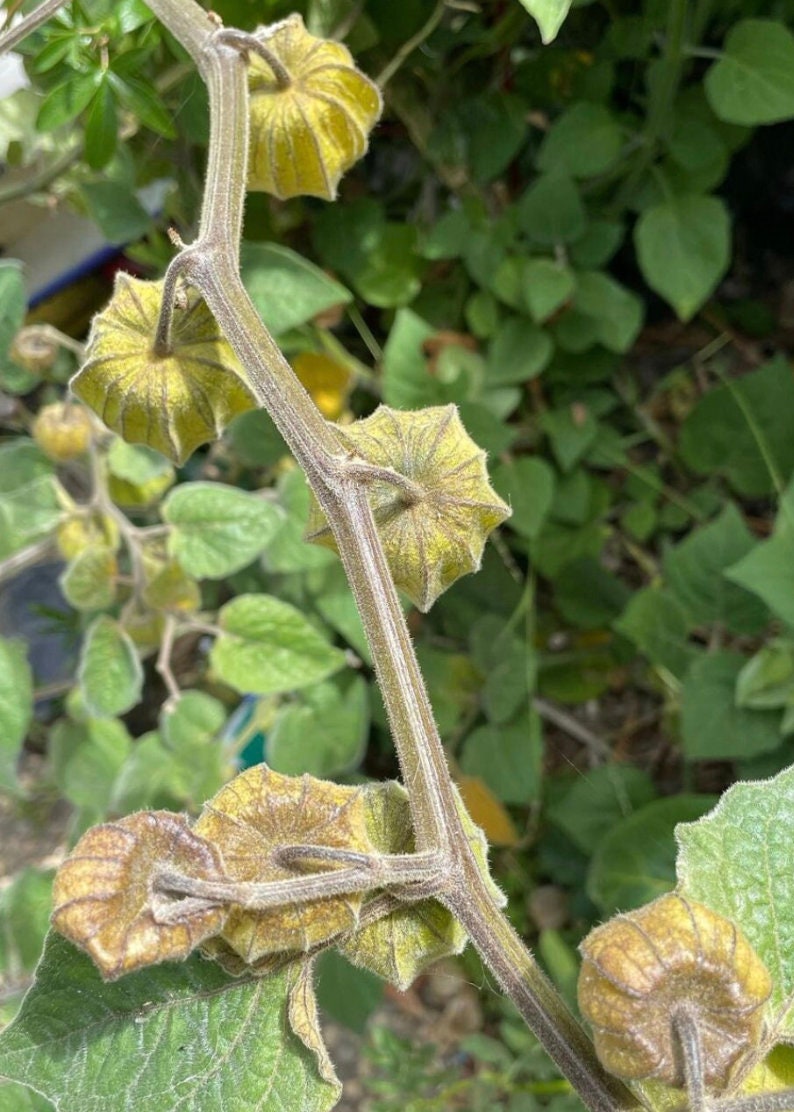 6 Cuttings of Goldenberry 'strawberry' Physalis Peruviana. - Etsy
