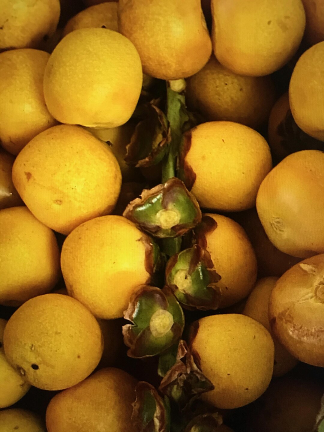 Butia Capitata - Jelly Palm - Pindo Palm : 10 Seeds - Etsy