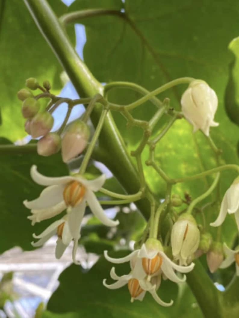 25 Seeds From 5 Varieties of Rare Tamarillo, Tree Tomato Collection. - Etsy