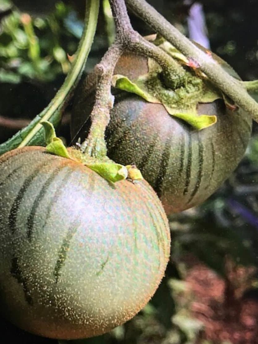 20 Super Rare and Tasty Brazilian Sunberry Seeds. Solanum - Etsy